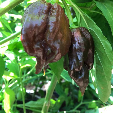 Chocolate Trinidad Scorpion Pepper Seeds Tyler Farms