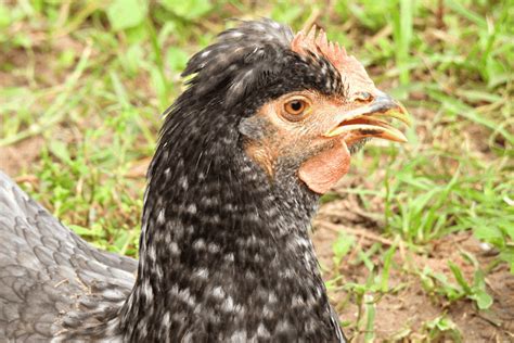 Olive Egger Breeding Chart At Ronald Hebert Blog