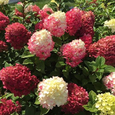 Proven Winners 2 Gal Little Lime Punch Panicle Hydrangea Paniculata