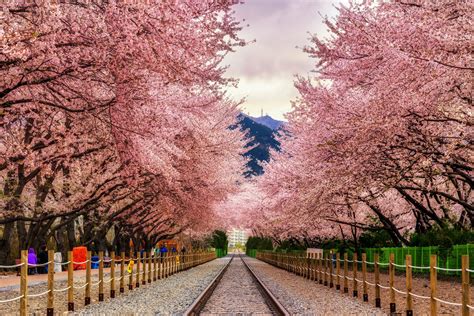 Walking Through Cherry Blossoms South Korea Crooked Compass