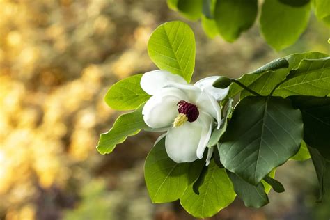 花 玉兰 树叶 Pixabay上的免费照片 Pixabay