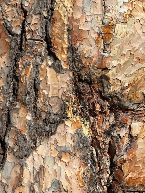 Premium Photo Deciduous Tree Bark Textural Background