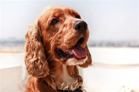 Cocker Spaniel Hd Wallpapers