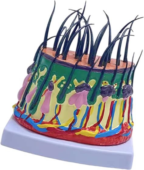 Scalp Structure Model 50x Scalp Anatomical Model Human Scalp Structure Model 50x Scalp Anatomical Model Human