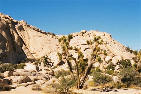 Secrets Of Californias Joshua Tree Cactus Gardens Touristsecrets
