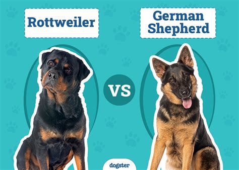 American Rottweiler Vs German Shepherd