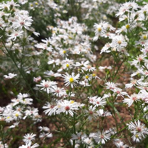 Heath Aster