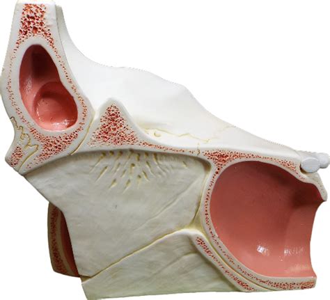 Sinuses Diagram Quizlet