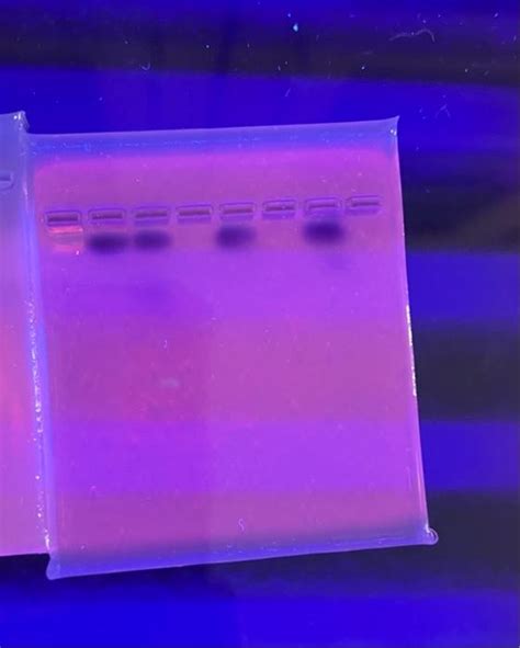 Solved I Have A Lab Report About Ptc Tasting How Can I