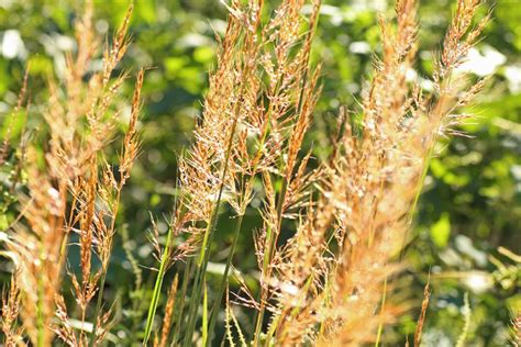 Mobugs Clouded Grasshopper