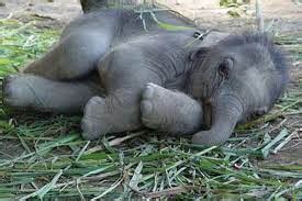 Exрɩoгe The Sacred Process Of An Elephant Giving Birthdp Media News 48