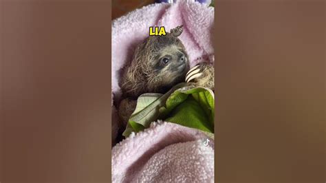 Itzy Members As Animals Itzy Kpop Yeji Lia Ryujin Chaeryeong