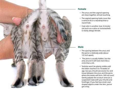 Cat Reproductive System Parts