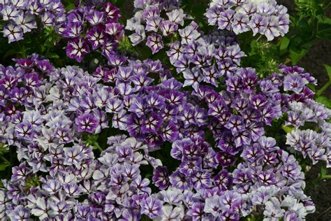 Sävar Fröplant Phlox Drummondii Sugar Stars 200 Frön