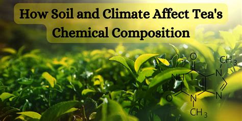 How Soil And Climate Affect Teas Chemical Composition