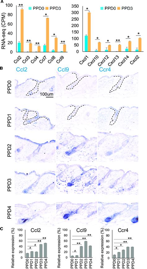 Characterization Of Ccl2 And Cxcl Pathway Gene Expression From Ppd0 To