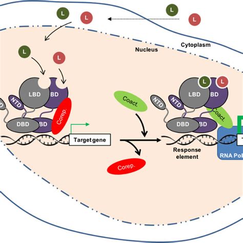 Schematic Structure And Functioning Of Nuclear Receptors Bound As