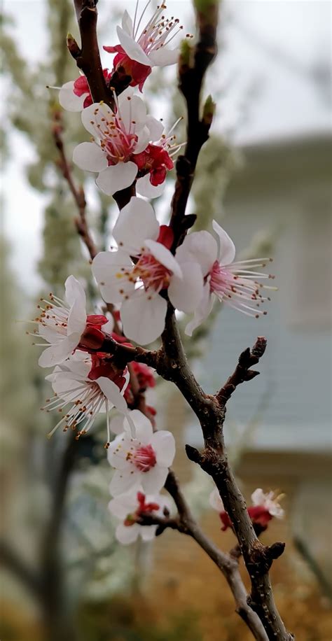 Apricot Flowers General Fruit Growing Growing Fruit