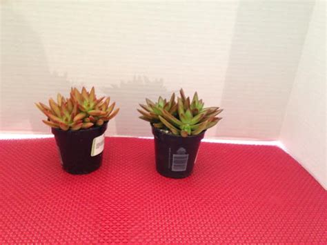 Medium Succulent Plant Firestorm Adds Bright Orange Red Etsy