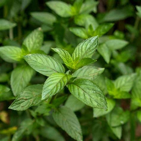 Peppermint Mentha × Piperita Plant Care And How To Grow Water