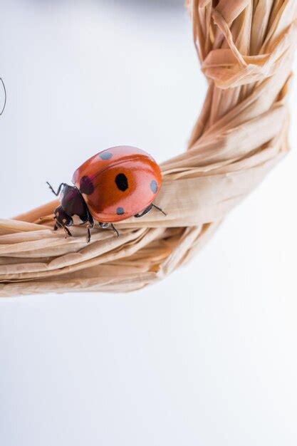 Premium Photo Beautiful Red Ladybug Walking Around Objects
