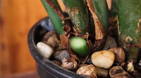 How To Propagate Zz Plants Through Cuttings Or Division