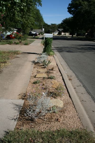 Gardening In Austin Project Hell Strip Update