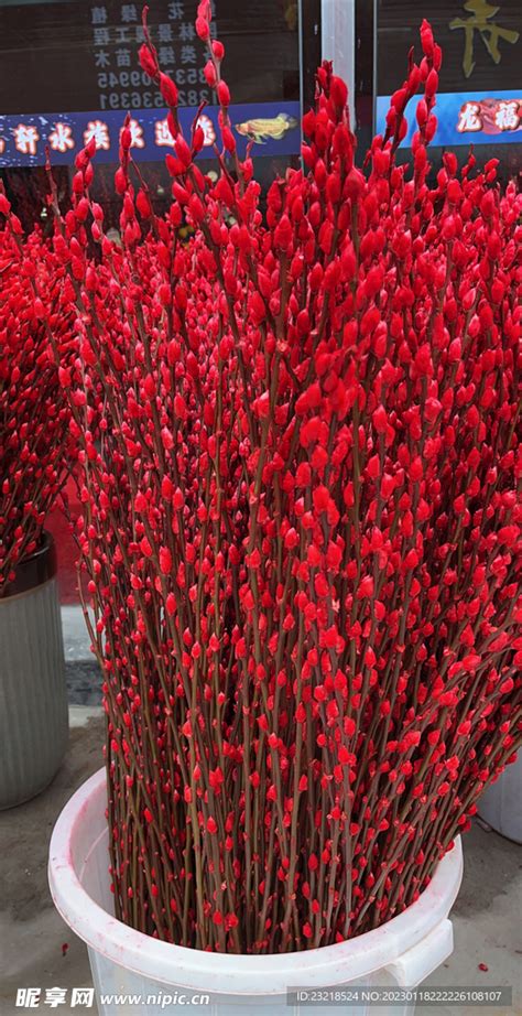 银柳摄影图花草生物世界摄影图库昵图网