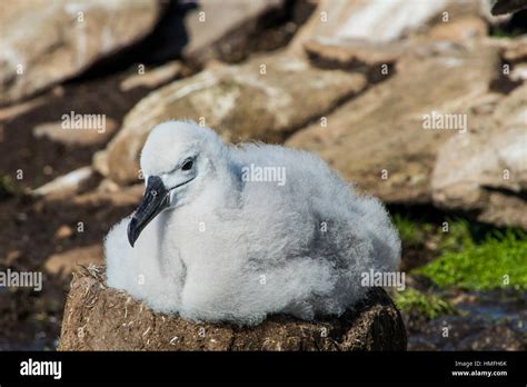 Wandering Albatross Chick