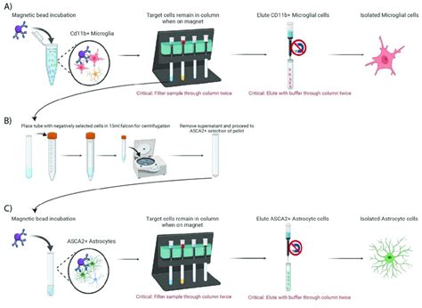 Schematic Workflow Of Magnetic Labeling For The Sequential Isolation Of