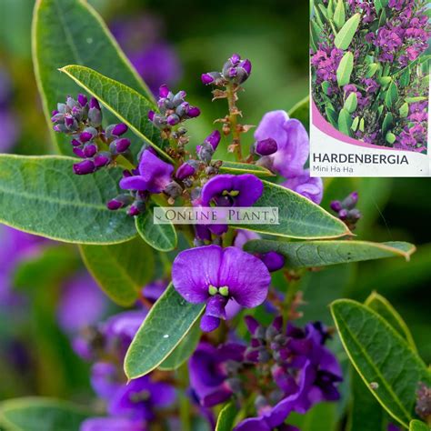 Hardenbergia Mini Haha For Sale Online Plants Melbourne