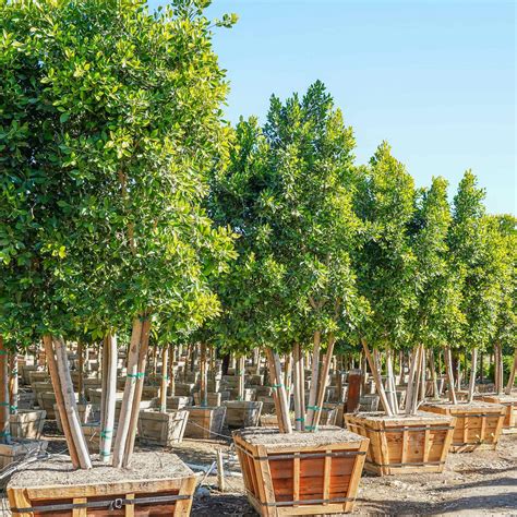 Multi Trunk Ficus Nitida Evergreen Tree Moon Valley Nurseries