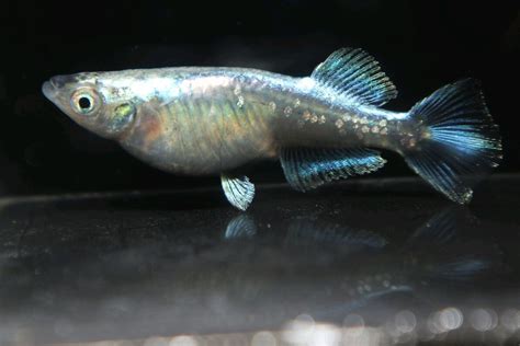 大佬何金银视频的弹珠鱼是商品的猜测 哔哩哔哩