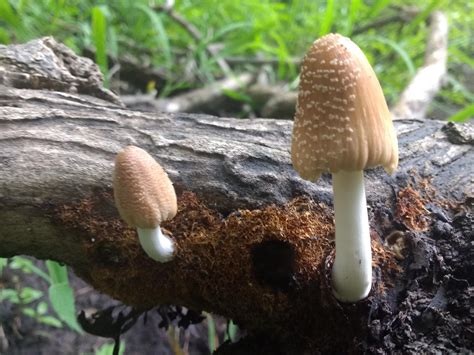 57 Best Coprinus Images On Pholder Mycology Interestingasfuck And