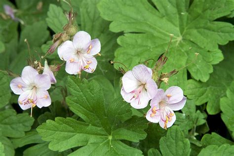 Geranium Macrorrhizum Ingwersens Variety Stonehouse Nursery