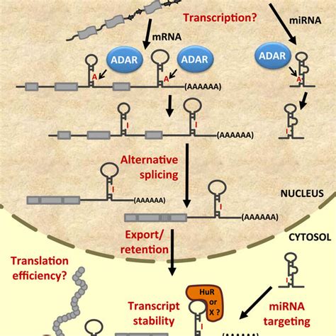 Schematic Depicting Possible Regulation Of Cellular RNA Species By Download Scientific Diagram