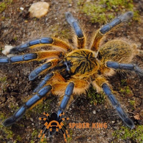 Golden Blue Leg Baboon Tarantula Harpactira Pulchripes For Sale My