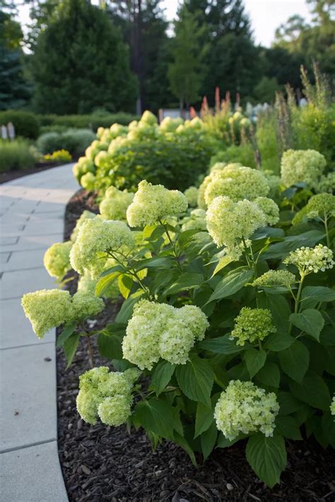 13 Stunning Flowering Hedge Plants Ideas