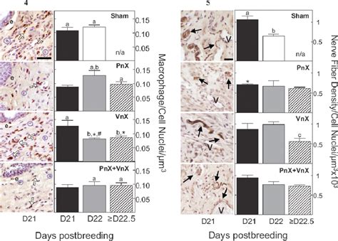 Left Panels Macrophages Stained With Ed 1 Antibody Specific Dark