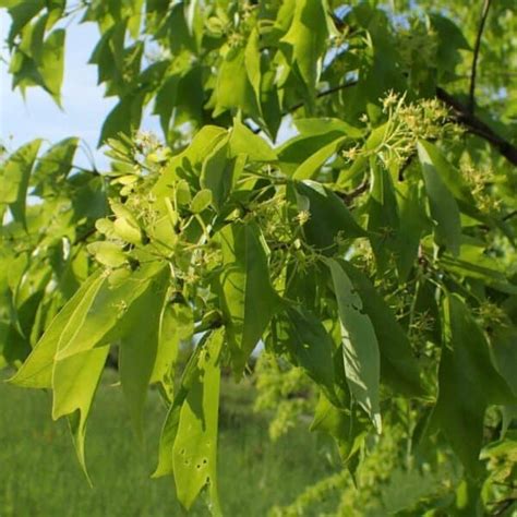 Explore The Beauty Of Trident Maple Acer Buergerianum At Sequoia