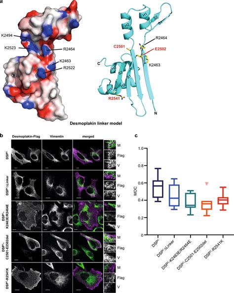 Targeting To Vimentin Intermediate Filaments Requires The Desmoplakin