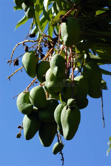 Fruit Tree Tree Fruit Plant Stock Image Image Of Branch Plant