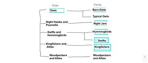 Diagram Of Birds Lab 3 Classification Quizlet