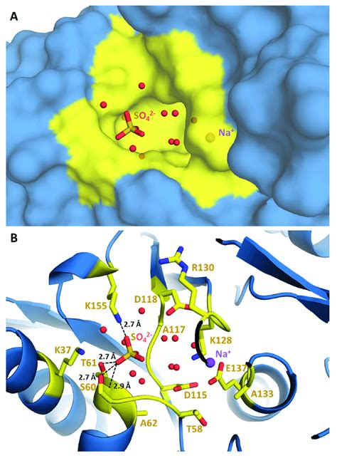 Crrpi1 Catalytic Pocket A The Connolly Solvent Exclusion Surface Of