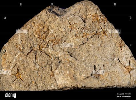 Brittle Star Echinoderm Fossils These Are Echinoderms In The Class Ophiuroidea Closely Related