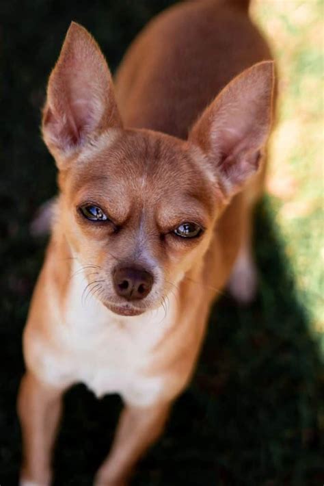Deer Head Chihuahua Breed Information 15 Facts Artofit