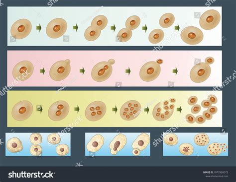 Cell Biology Asexual Reproduction Unicellular Organisms Stock