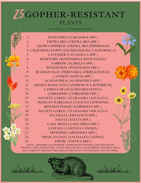 25 Gopher Resistant Plants This Steep Hillside