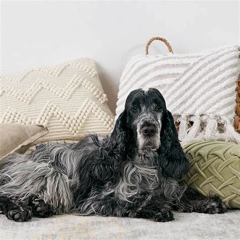 How To Groom Cocker Spaniel Abk Grooming