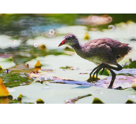 【黑水鸡幼鸟摄影图片】生态摄影老树皮的摄影博客太平洋电脑网摄影部落